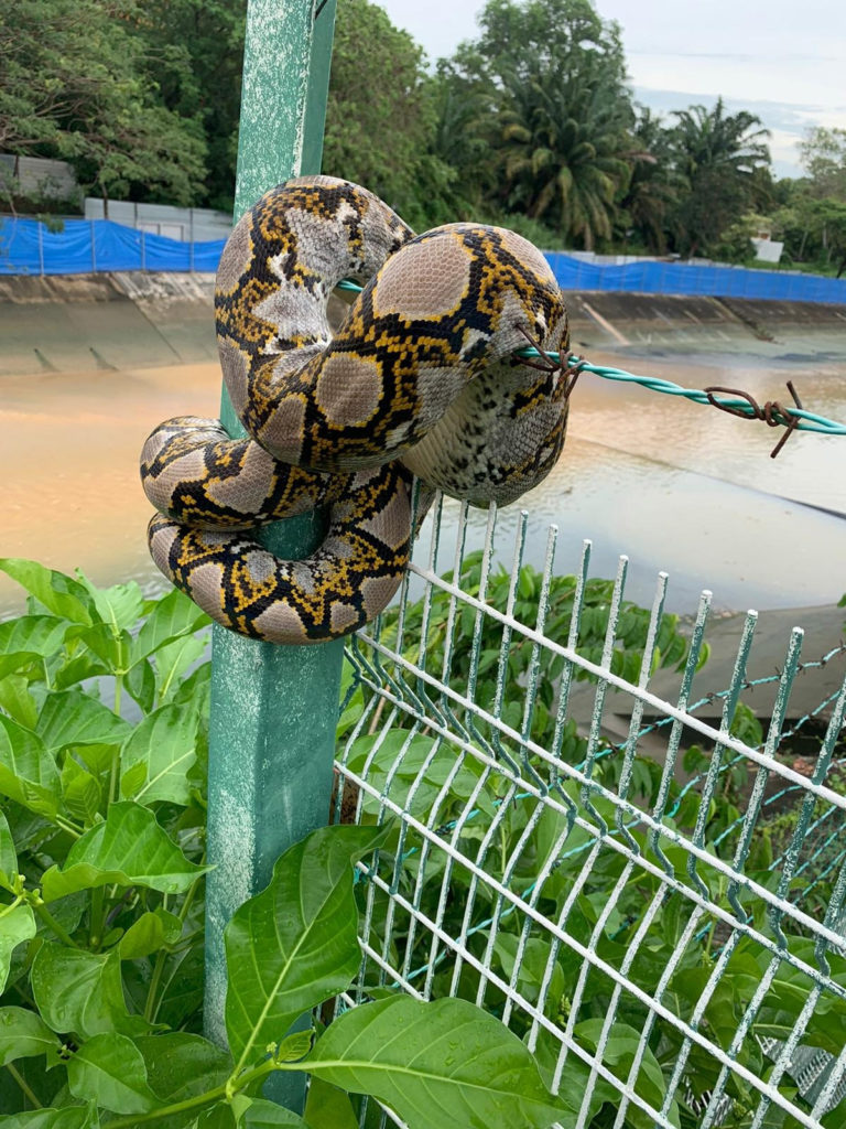 Massive Python Coils Around Fence Near Downtown East, It's Likely ...