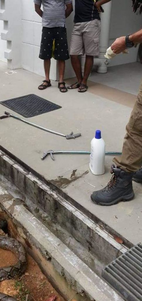 Python Regurgitates Huge Rat In HDB Drain As ACRES Arrives To Rescue Snake