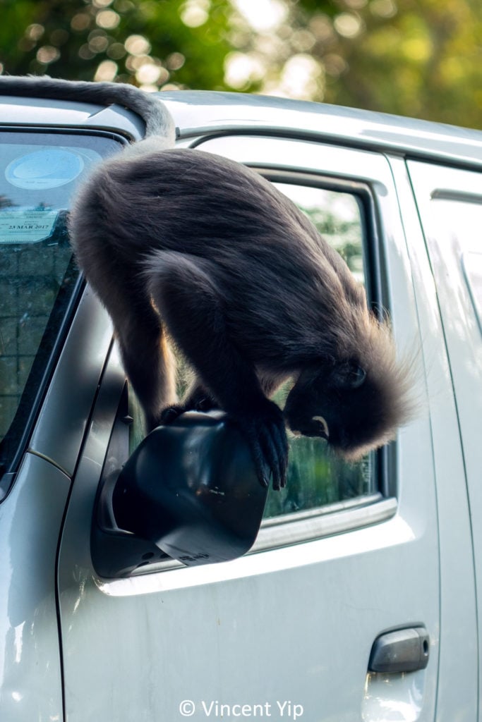 Monkey Explores S'pore Carpark & Admires Its Reflection, Reminds Us Of ...