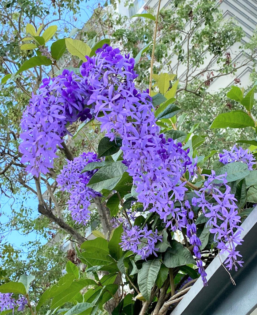 Colourful Flowers Bloom Across S’pore, As If Spring Has Arrived At Our ...