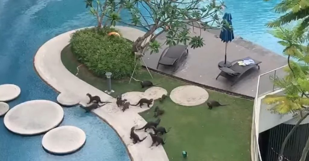 Otter Family Takes A Dip In Luxe Sentosa Condo Pool, Has Fun Day Living ...