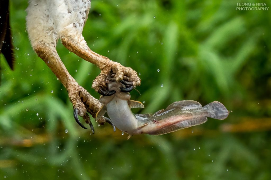 Photographer Captures Epic Moment As Eagle Preys On Fish At Ulu Pandan ...