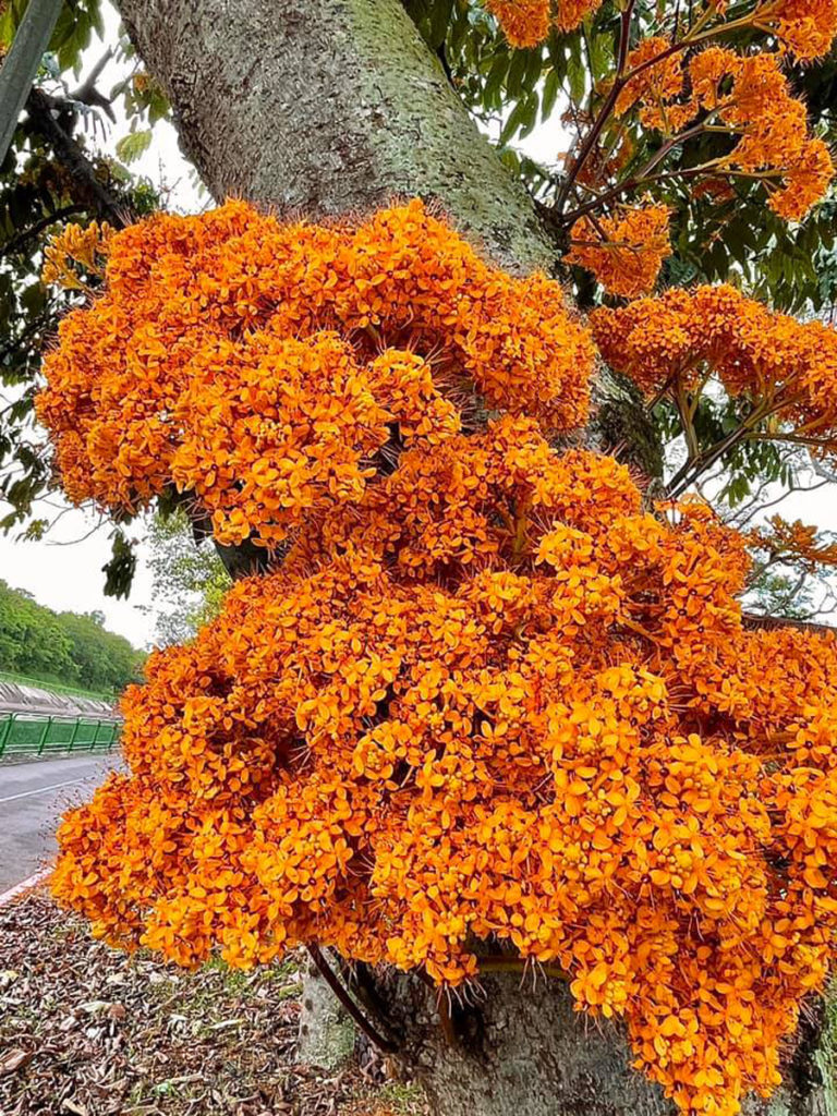 Colourful Flowers Bloom Across S’pore, As If Spring Has Arrived At Our ...