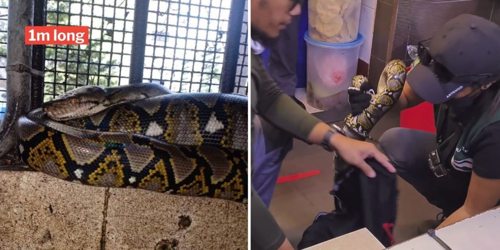 Huge Python Spotted At Clementi Vegetarian Stall, Netizen Jokes That It ...