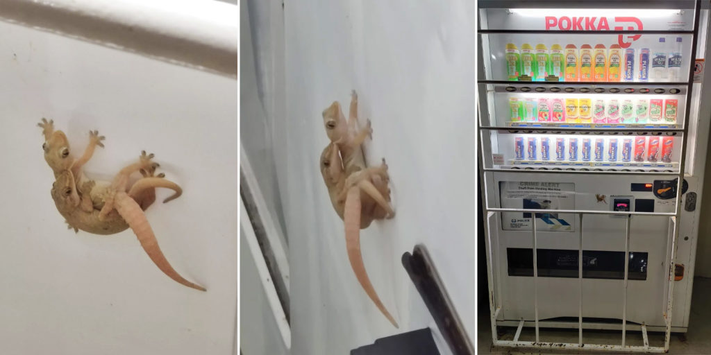 2 Lizards Enjoy Cuddle Time On ECP Vending Machine, Looks Like A Mini ...