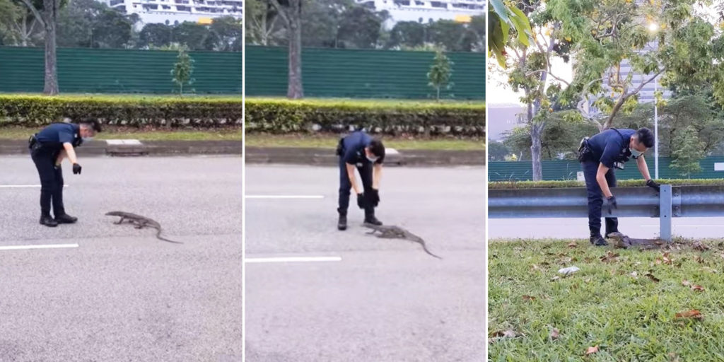 Police Officer Rescues Lost Monitor Lizard From Becoming Roadkill Near ...