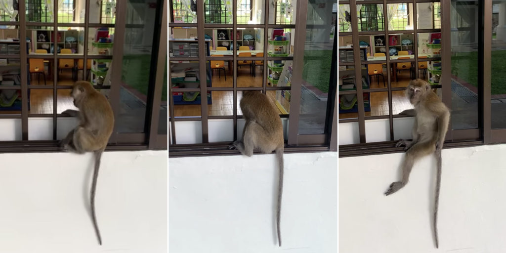 Monkey Hangs Out At Bukit Panjang Kindergarten Window, Looking Like It ...