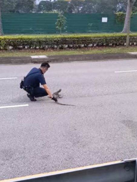 Police Officer Rescues Lost Monitor Lizard From Becoming Roadkill Near ...