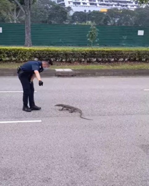 Police Officer Rescues Lost Monitor Lizard From Becoming Roadkill Near ...