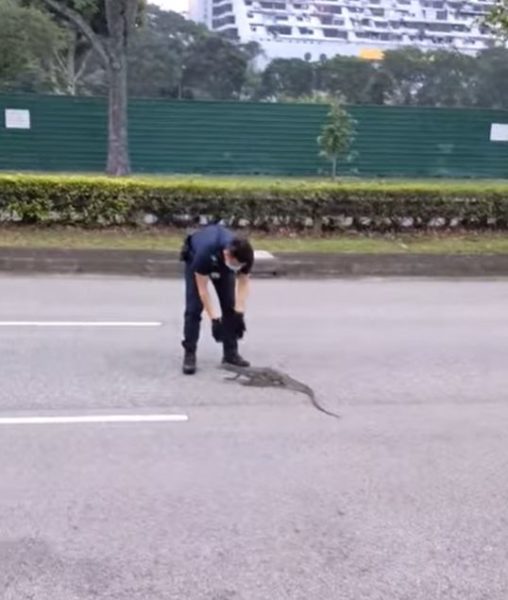 Police Officer Rescues Lost Monitor Lizard From Becoming Roadkill Near ...