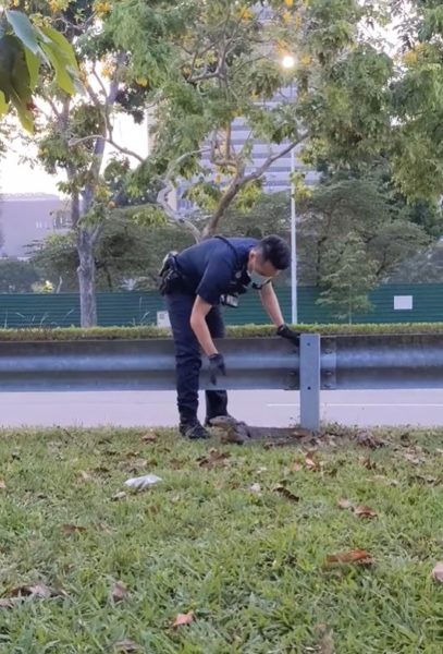 Police Officer Rescues Lost Monitor Lizard From Becoming Roadkill Near ...