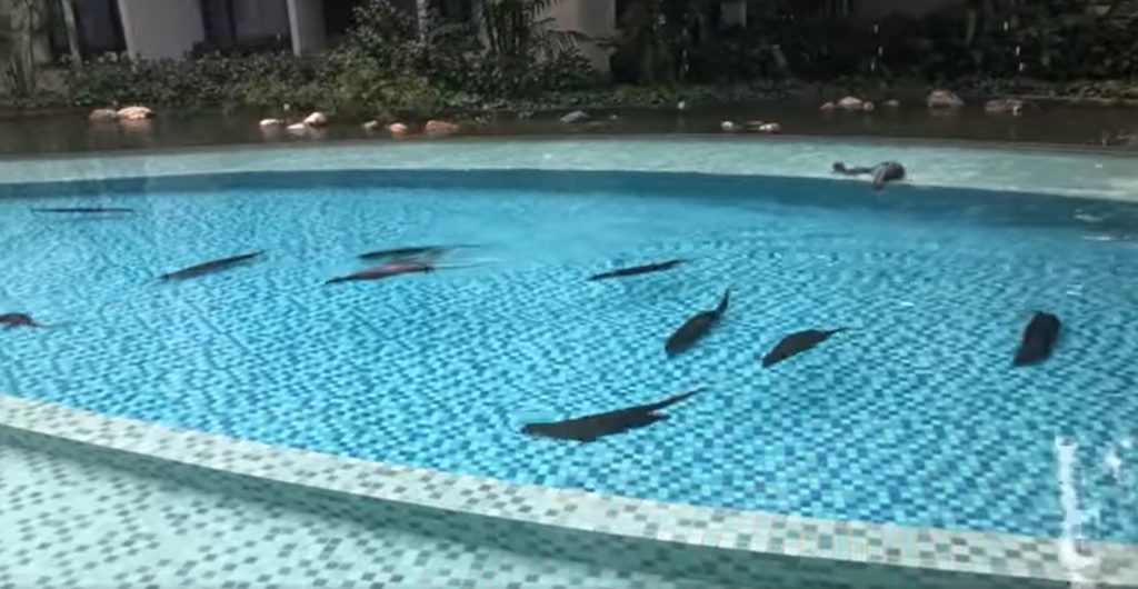 Otters Boldly Feast On Fish At Redhill Condo, Residents Mourn Loss Of ...