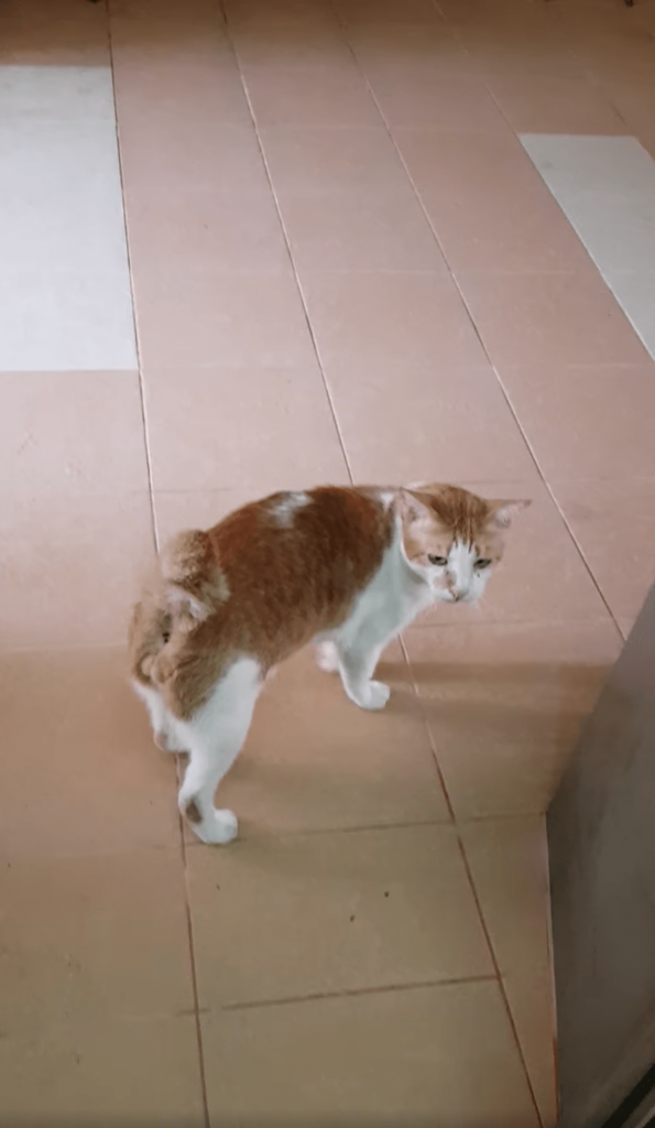 Cat Takes HDB Lift Like A Hooman, Thanks Resident For Bringing Him To ...