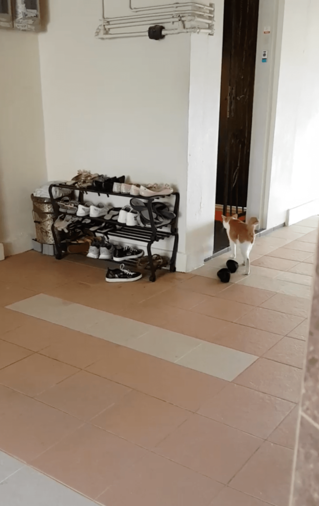 Cat Takes HDB Lift Like A Hooman, Thanks Resident For Bringing Him To ...