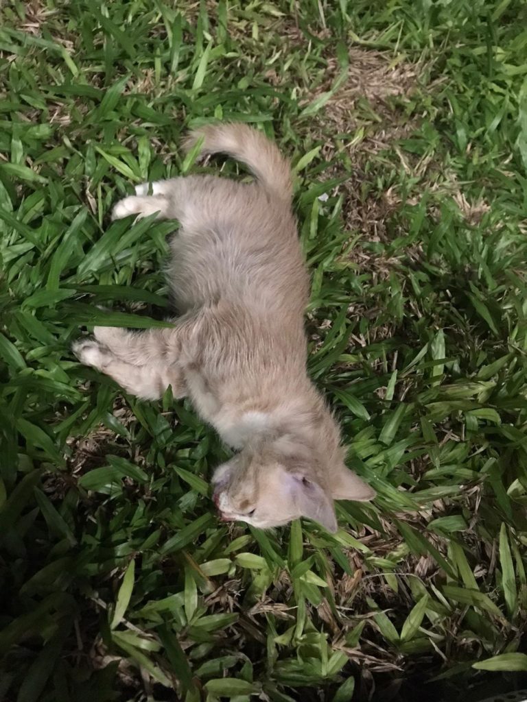 Another Dead Kitten Allegedly Found At Yishun Ave 4, Residents Urged To ...