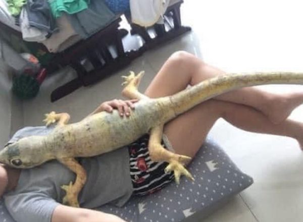 This Lizard Bolster Is A Cuddle Buddy That'll Stick With You When You ...