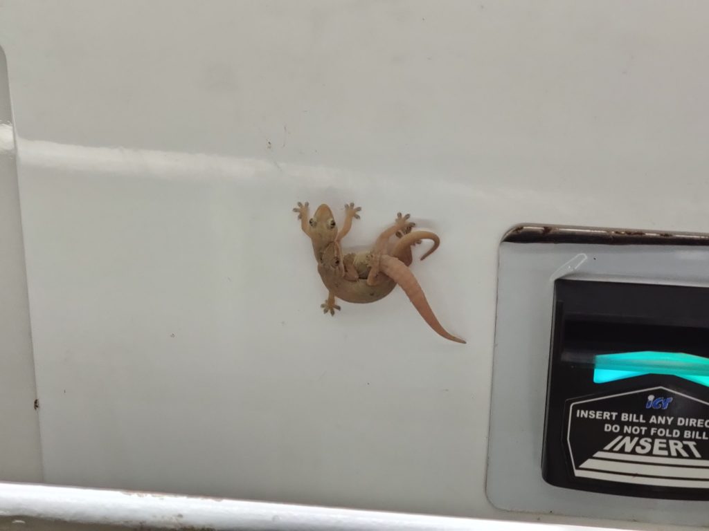 2 Lizards Enjoy Cuddle Time On ECP Vending Machine, Looks Like A Mini ...