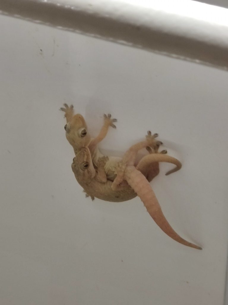 2 Lizards Enjoy Cuddle Time On ECP Vending Machine, Looks Like A Mini ...