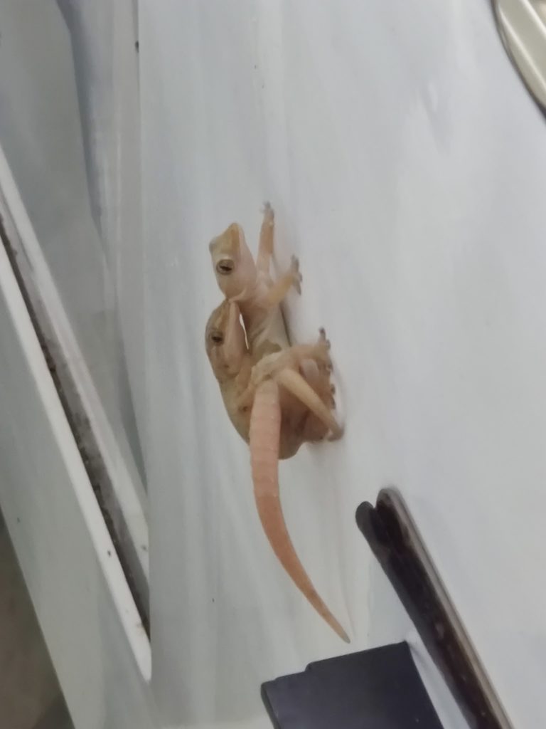 2 Lizards Enjoy Cuddle Time On ECP Vending Machine, Looks Like A Mini ...