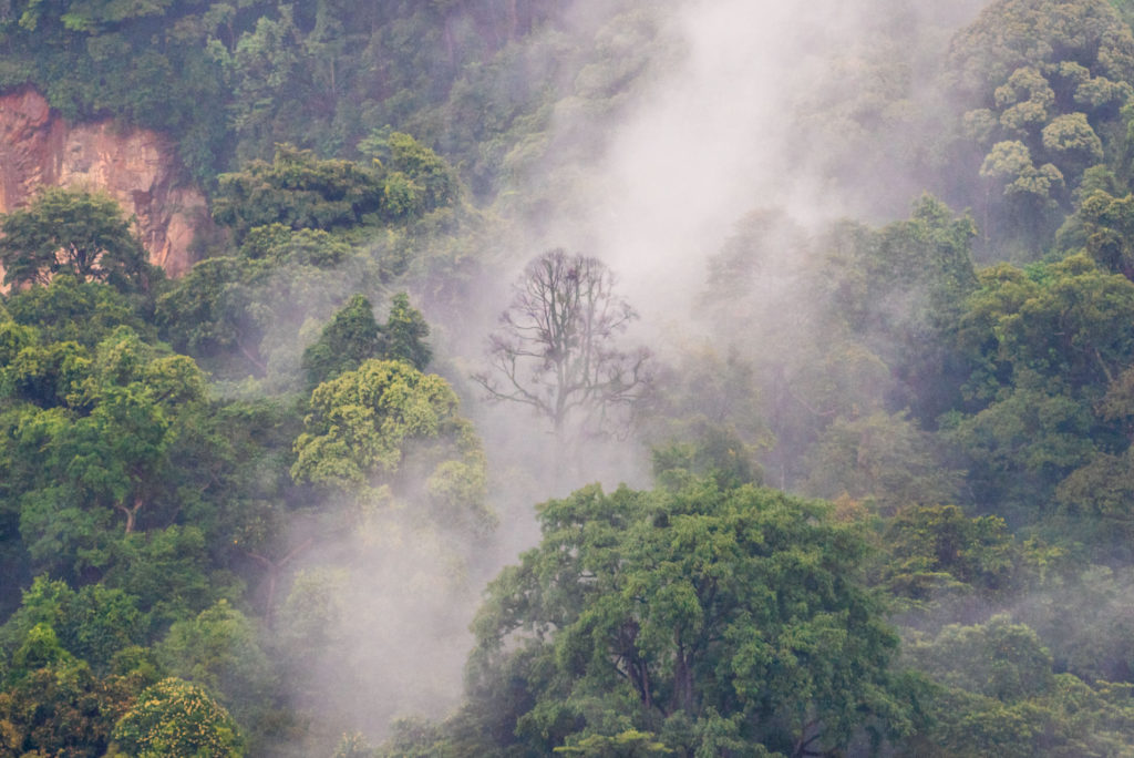 Bukit Timah Hill Engulfed In Mist After 15 Apr Thunderstorm, Reminds ...