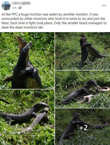 Monitor Lizards Embrace In Clementi, Turns Out They’re Fighting To ...