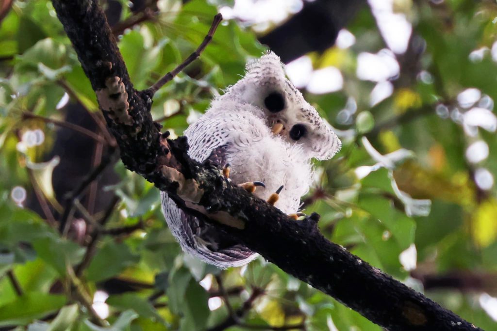 Rare Baby Barred Eagle-Owl Spotted At Rifle Range Link, Fluffy ...