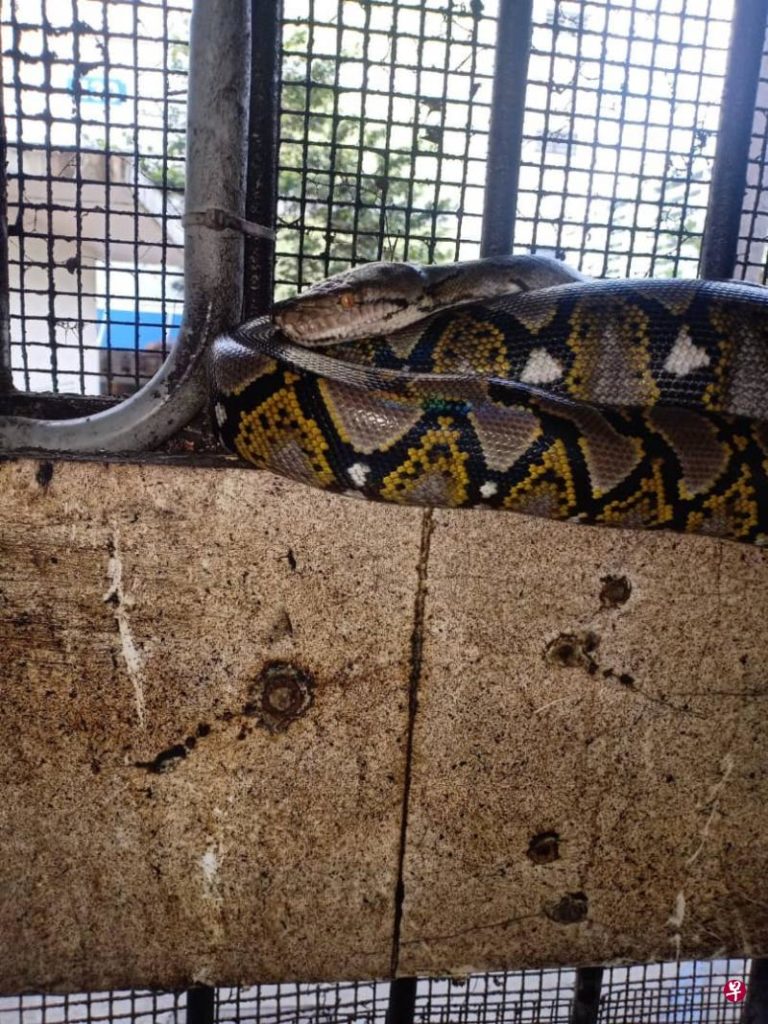 Huge Python Spotted At Clementi Vegetarian Stall, Netizen Jokes That It ...
