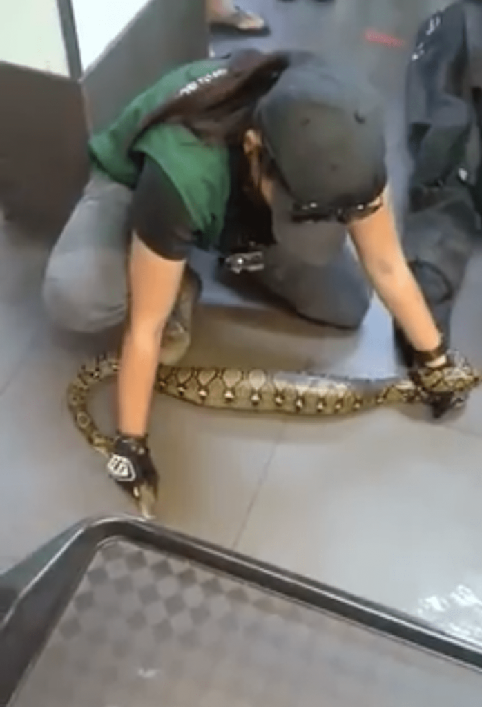 Huge Python Spotted At Clementi Vegetarian Stall, Netizen Jokes That It ...