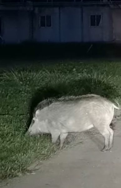 Wild Boar Seen Limping Near NTU Due To Missing Foot, Sad Sight Breaks ...
