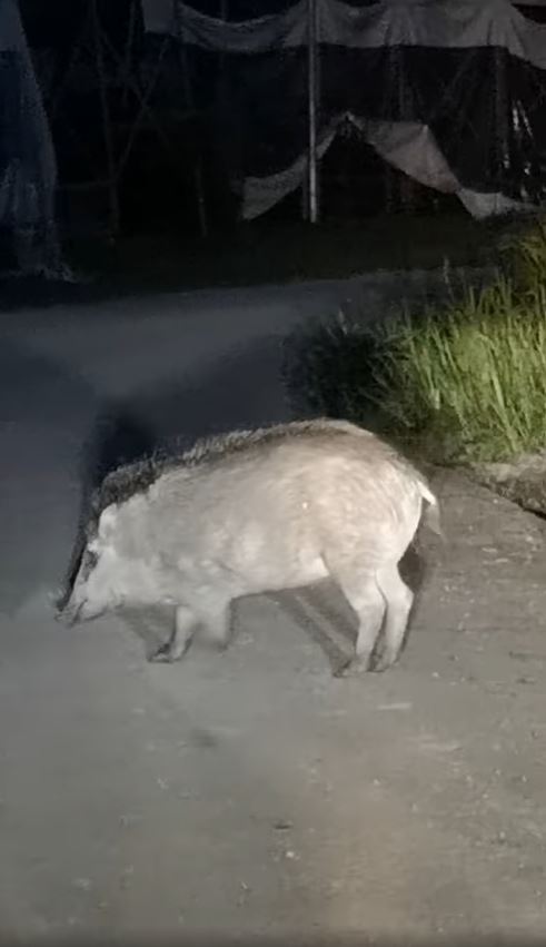 Wild Boar Seen Limping Near NTU Due To Missing Foot, Sad Sight Breaks ...
