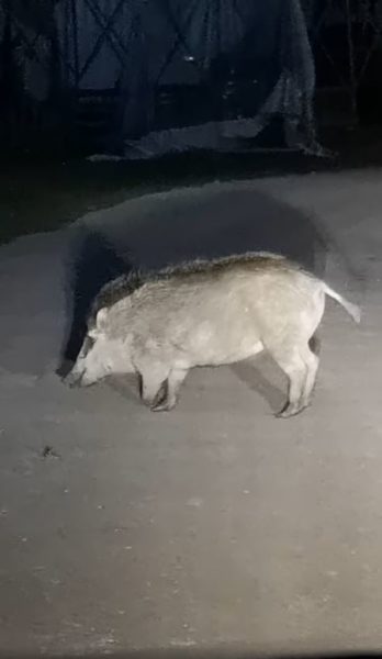 Wild Boar Seen Limping Near NTU Due To Missing Foot, Sad Sight Breaks ...
