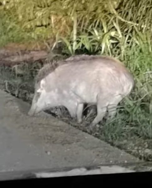 Wild Boar Seen Limping Near NTU Due To Missing Foot, Sad Sight Breaks ...