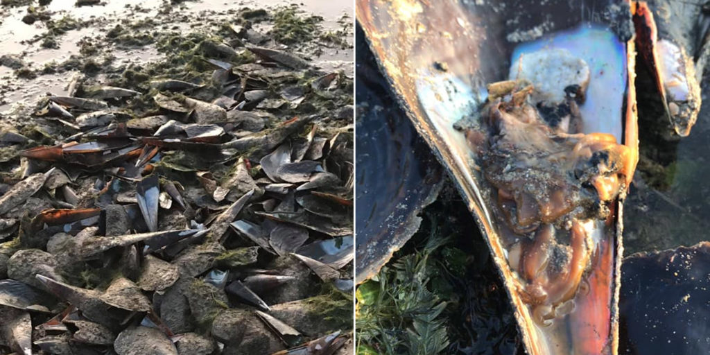 Changi Beach Covered With Rotting Fan Clams, Nature Lovers Ask Public ...