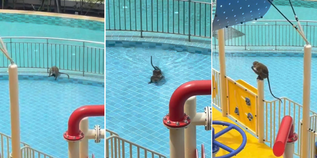 Monkey Enjoys A Dip In The Pool At Bukit Panjang On A Warm Afternoon