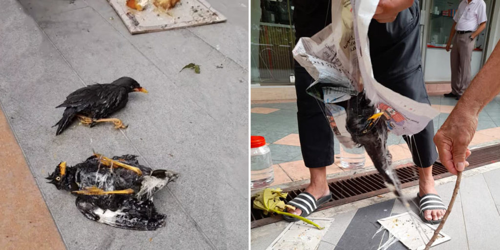 Mynahs Found Stuck On Glue Traps At Bedok North HDB, AVS Investigating