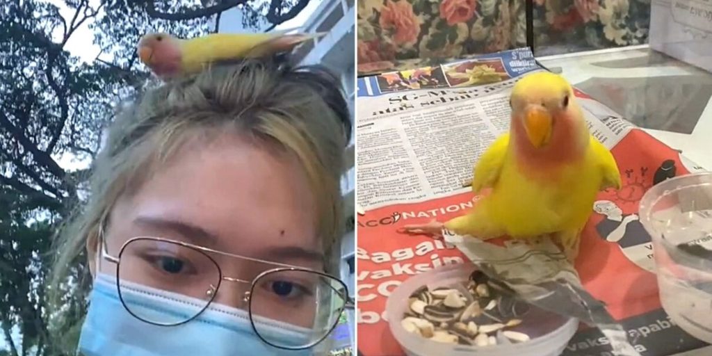 Injured Parrot Nestles In S’pore Lady’s Hair Bun, She Takes Bird To The ...