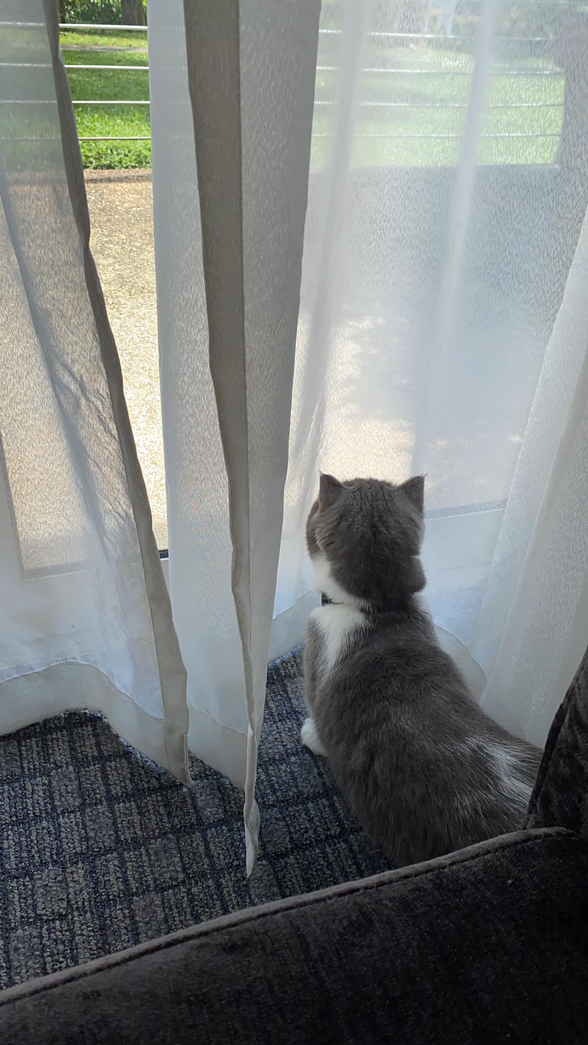 Couple Brings Their Cat Along On Staycation, Sentosa Resort Offers ...