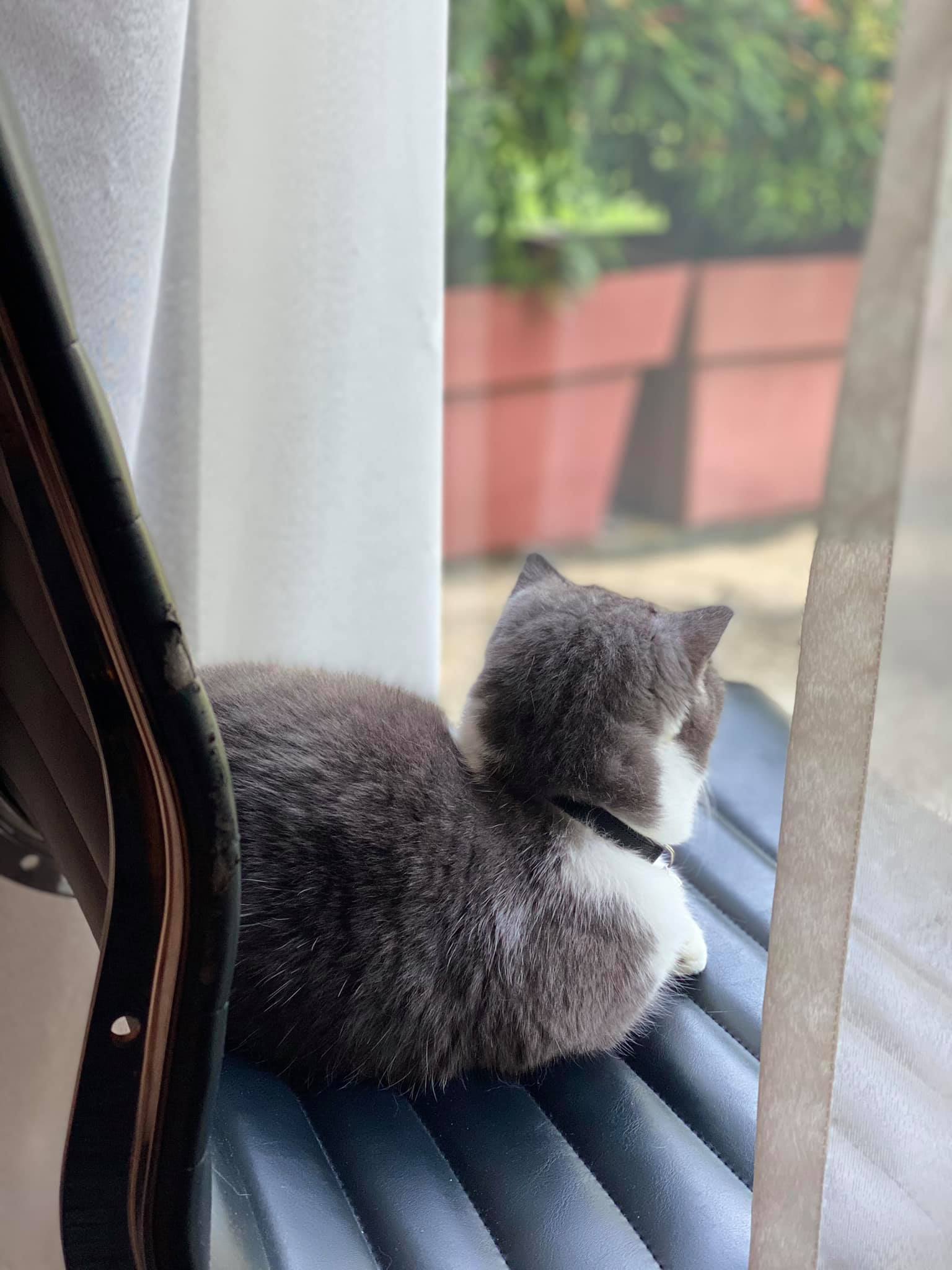 Couple Brings Their Cat Along On Staycation, Sentosa Resort Offers ...