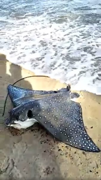 Man Reels In Endangered Eagle Ray At East Coast, ACRES & Netizens Hope ...
