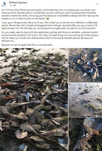 Changi Beach Covered With Rotting Fan Clams, Nature Lovers Ask Public ...