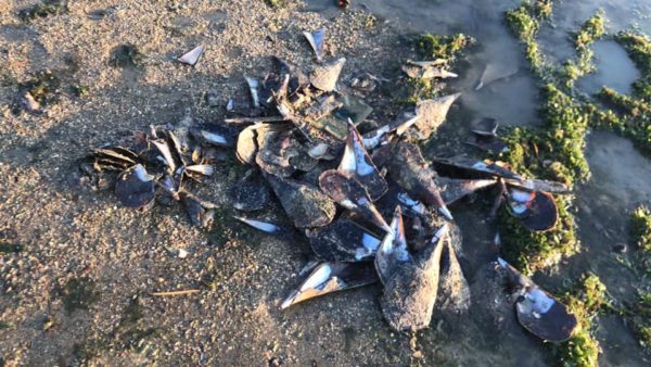 Changi Beach Covered With Rotting Fan Clams, Nature Lovers Ask Public ...