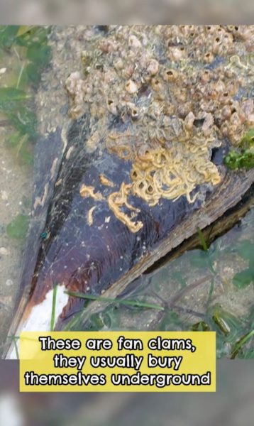 Changi Beach Covered With Rotting Fan Clams, Nature Lovers Ask Public ...
