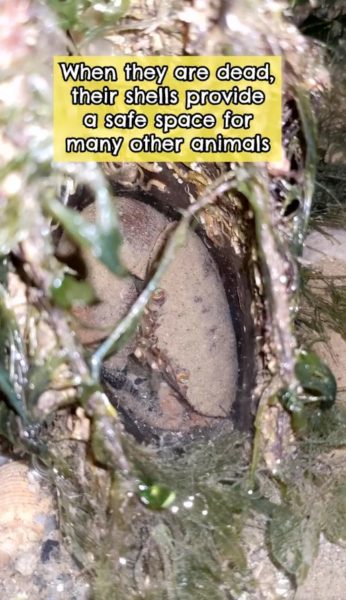 Changi Beach Covered With Rotting Fan Clams, Nature Lovers Ask Public ...
