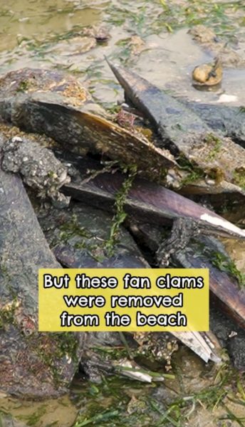 Changi Beach Covered With Rotting Fan Clams, Nature Lovers Ask Public ...