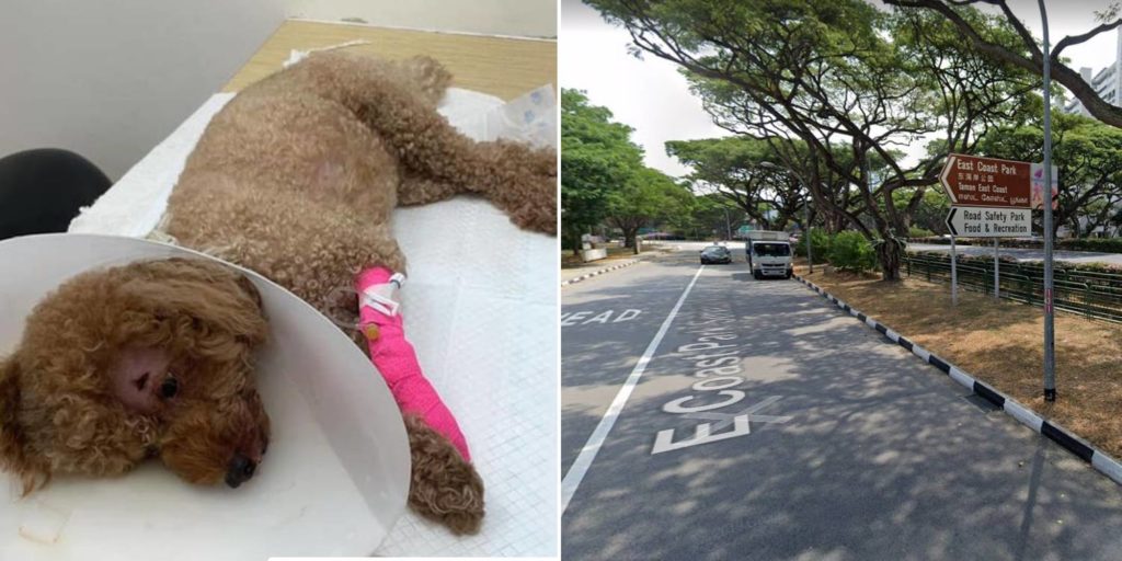 Dog Escapes From Groomer's Carrier, Gets Into Hit & Run Accident Along ...