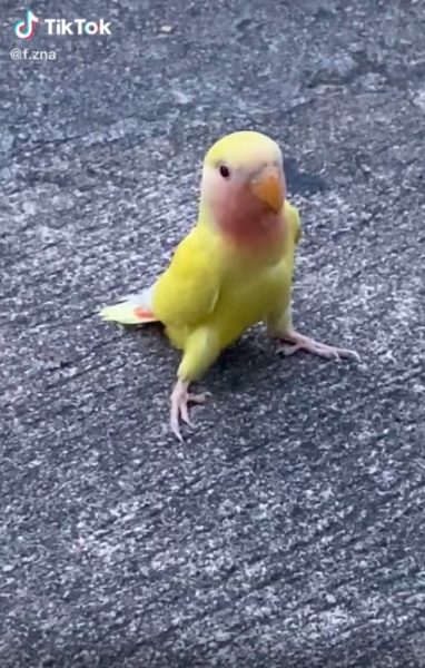 Injured Parrot Nestles In S’pore Lady’s Hair Bun, She Takes Bird To The ...