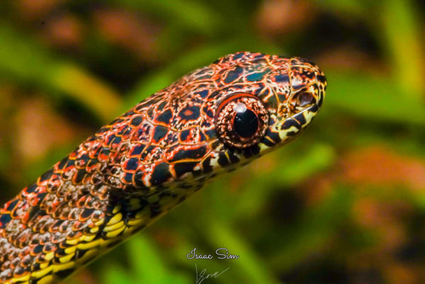 Rare Jasper Cat Snake With Scales Like Molten Lava Spotted By ...