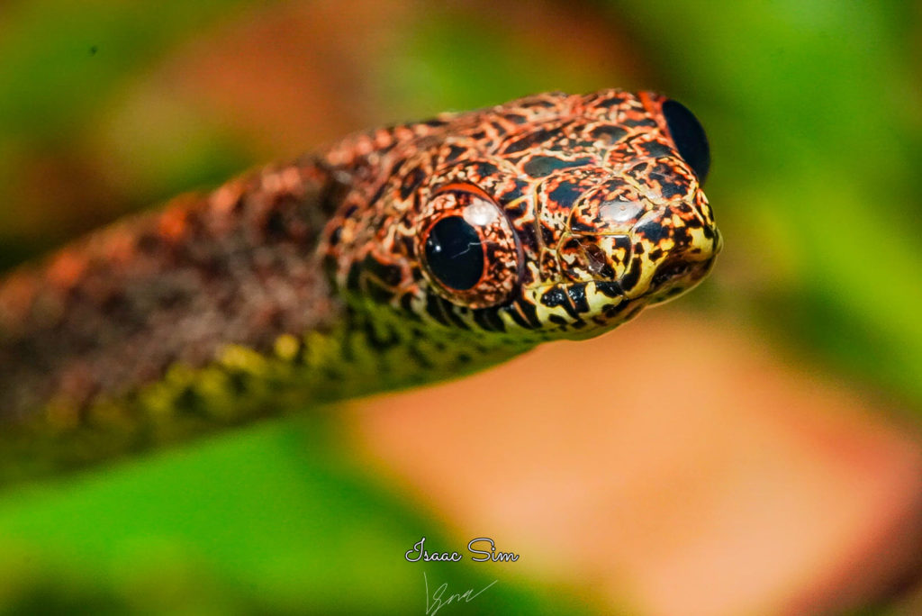 Rare Jasper Cat Snake With Scales Like Molten Lava Spotted By ...
