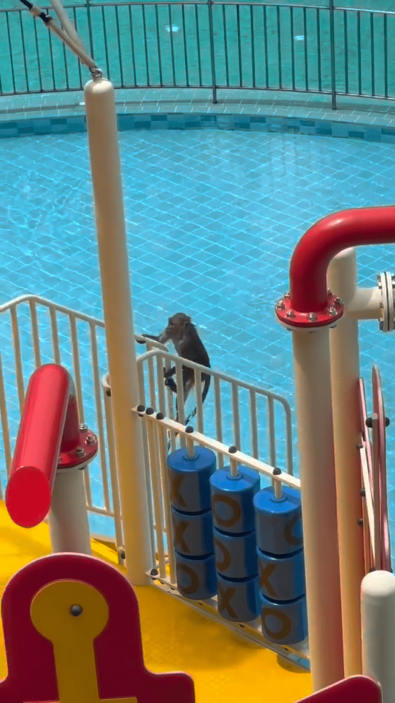 Monkey Enjoys A Dip In The Pool At Bukit Panjang On A Warm Afternoon