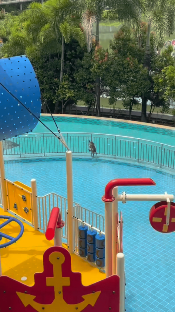 Monkey Enjoys A Dip In The Pool At Bukit Panjang On A Warm Afternoon
